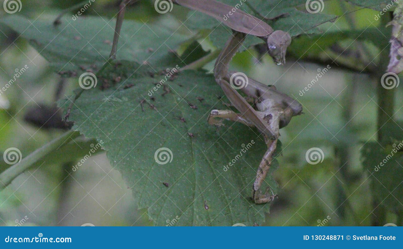 Preying Mantis Eating a Small Frog Stock Video - Video of chain, nature ...