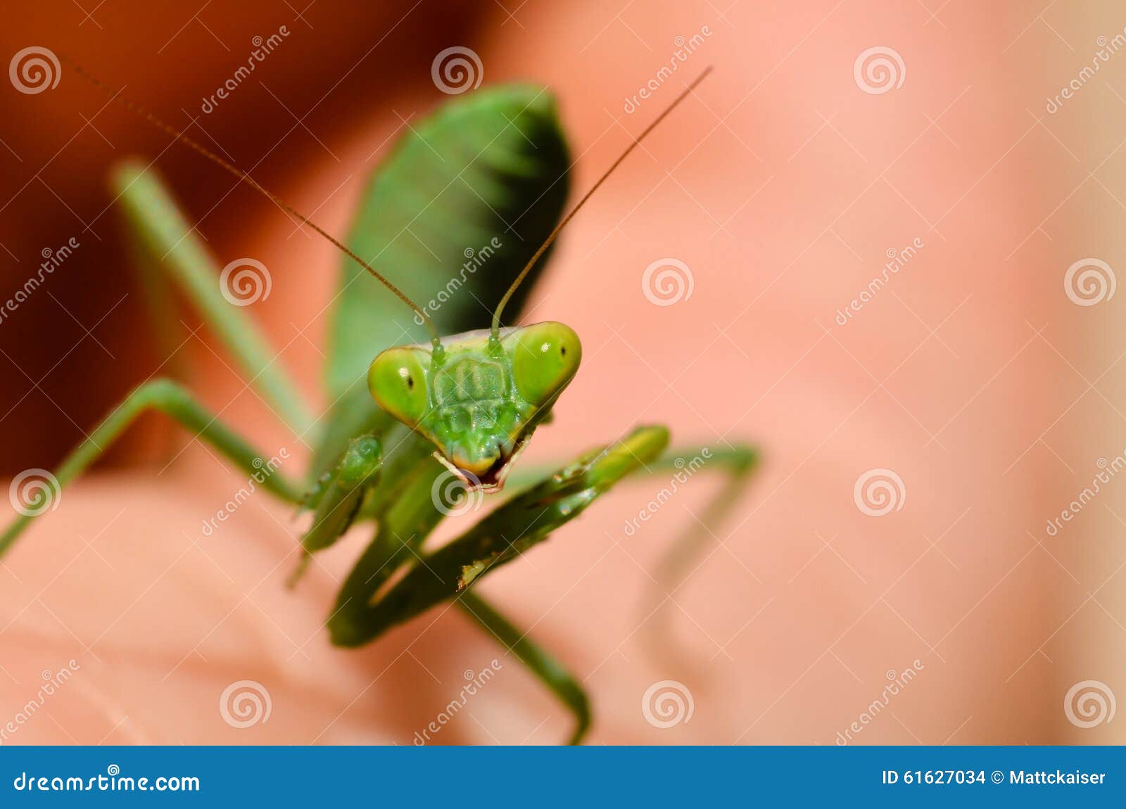 Preying mantis face stock photo. Image of face, eyes - 61627034