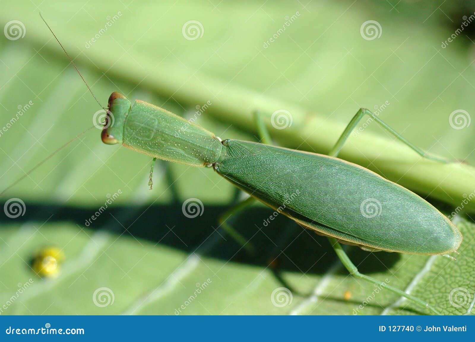 Preying Mantis Macro Picture. Image: 127740