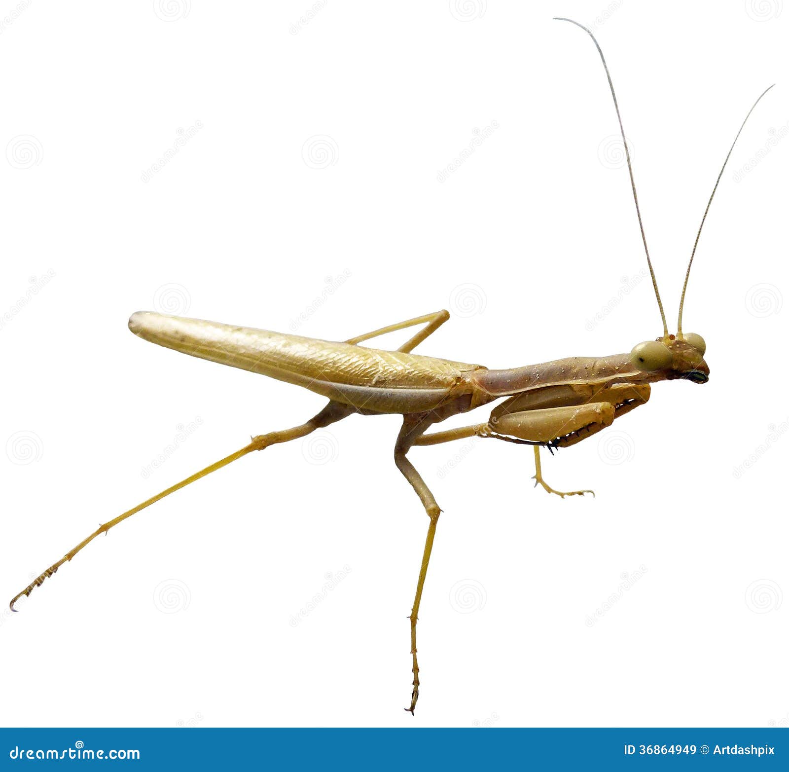 Preying Mantis 2 stock image. Image of nature, macro - 36864949
