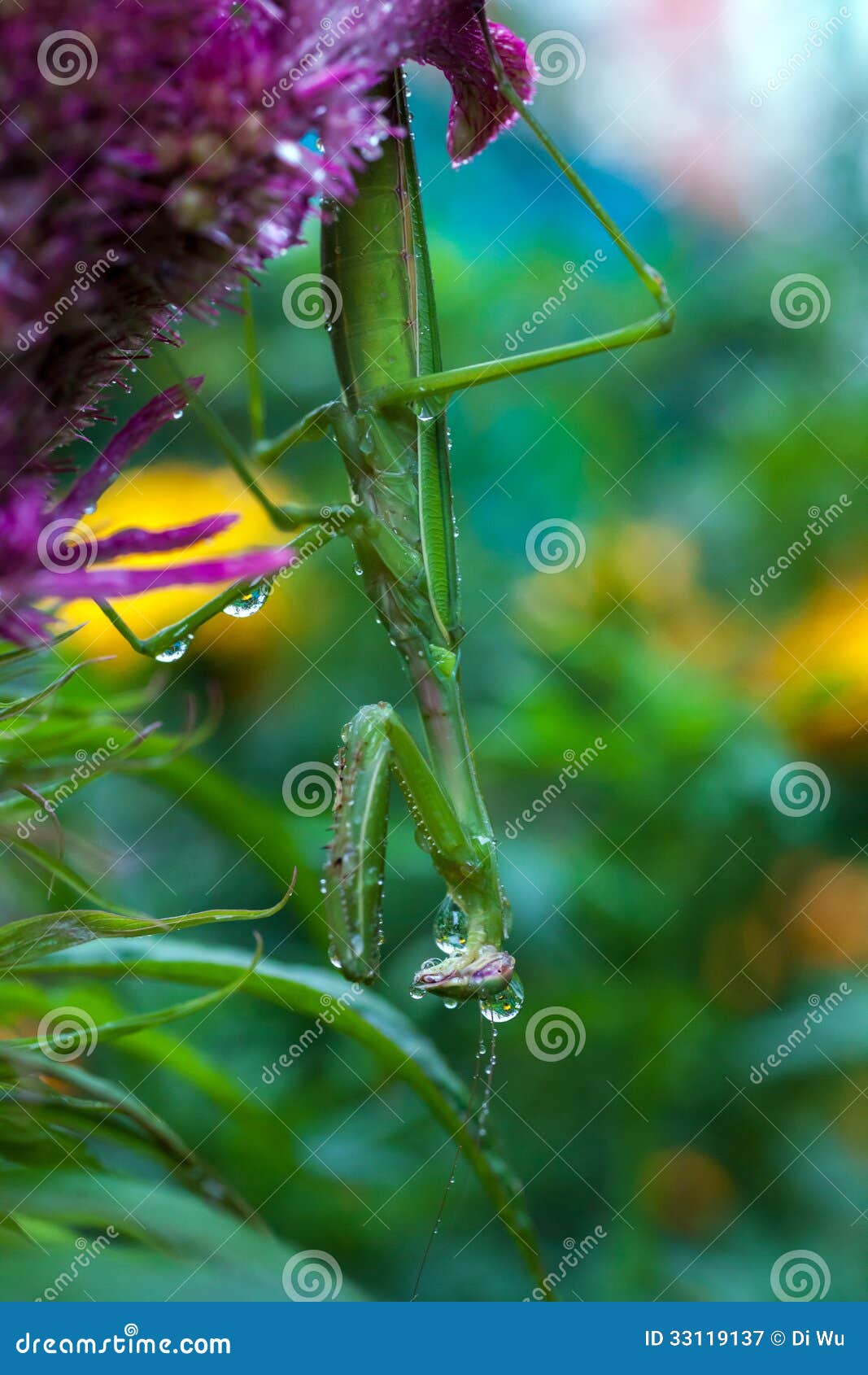 Preying Mantis stock image. Image of mantis, praying - 33119137