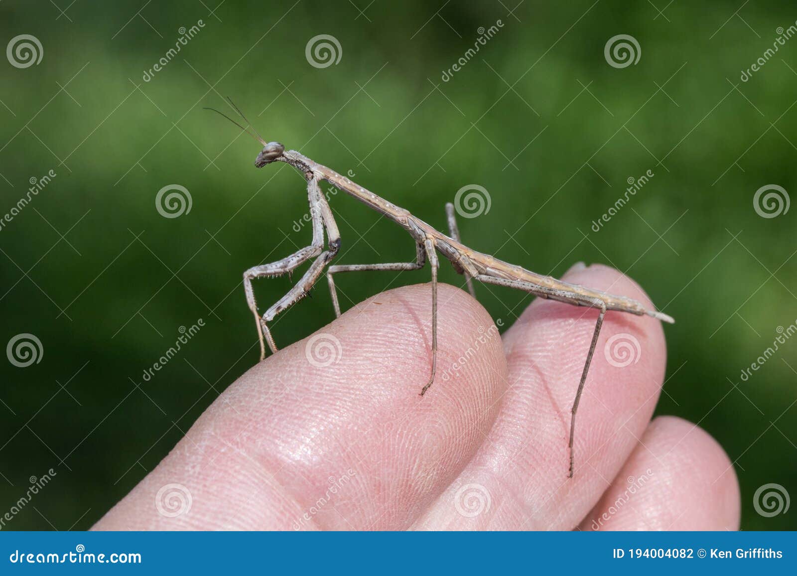 Preying Mantis stock photo. Image of mantodea, holding - 194004082