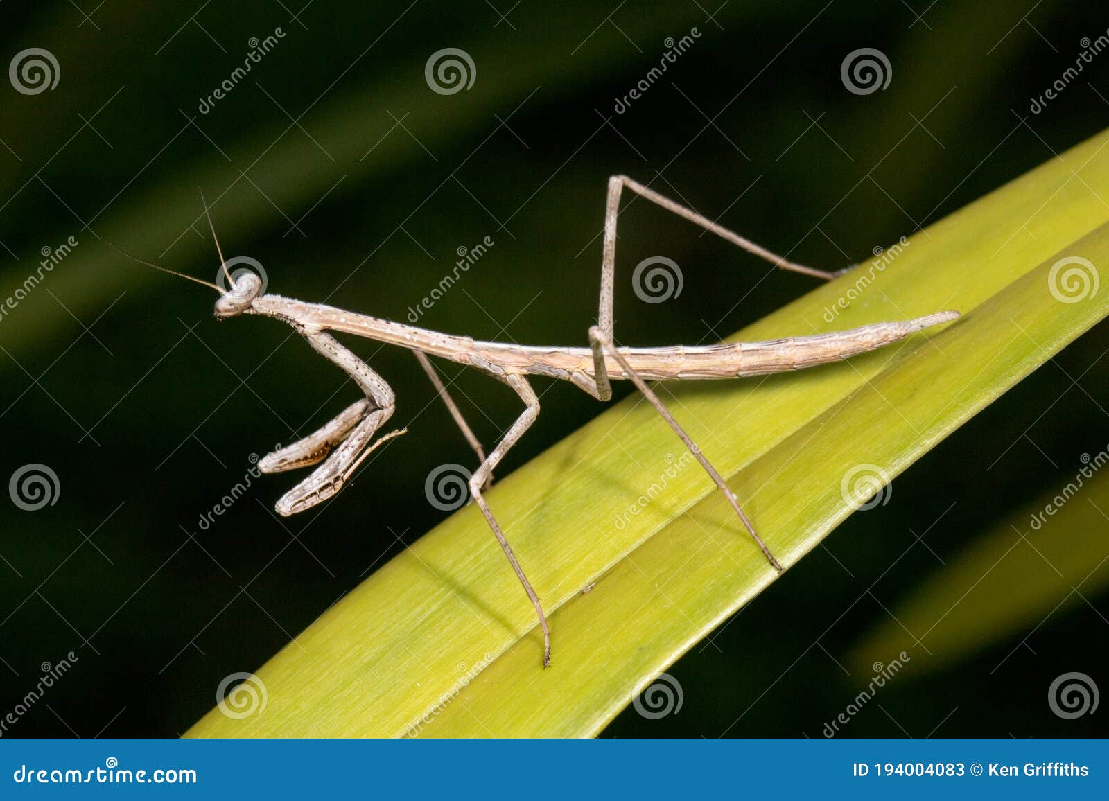 Preying Mantis stock image. Image of nature, australia - 194004083
