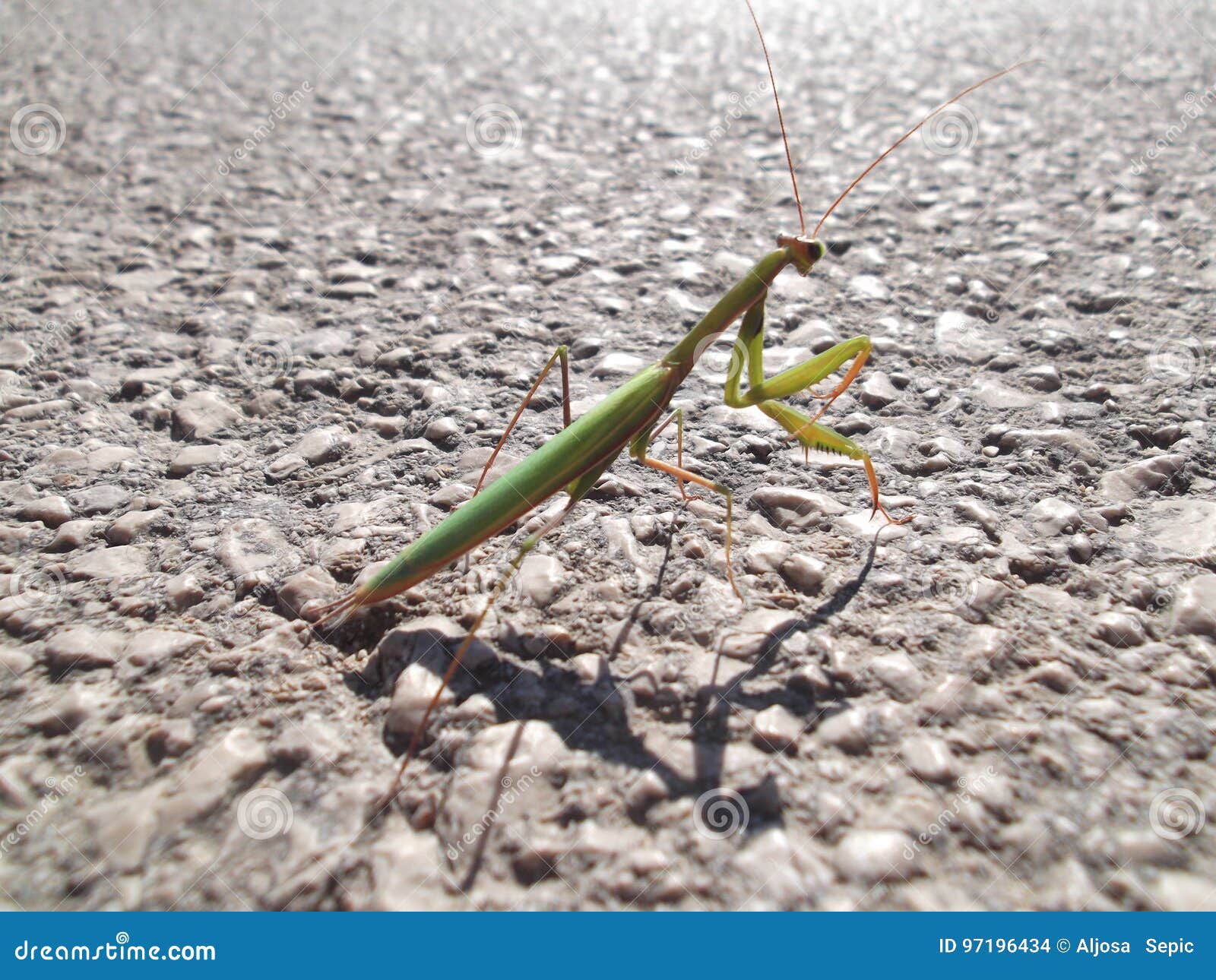 Praying mantis on the road stock photo. Image of meadow - 97196434