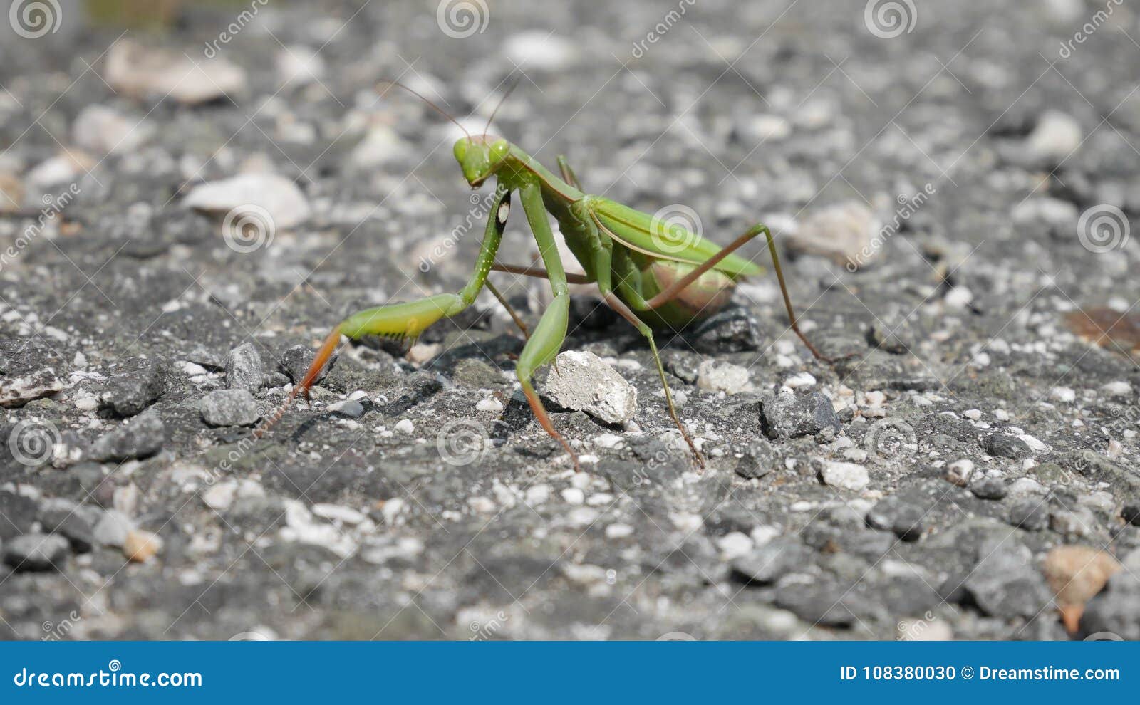 Preying mantis stock photo. Image of sjhbf, stand, preying - 108380030