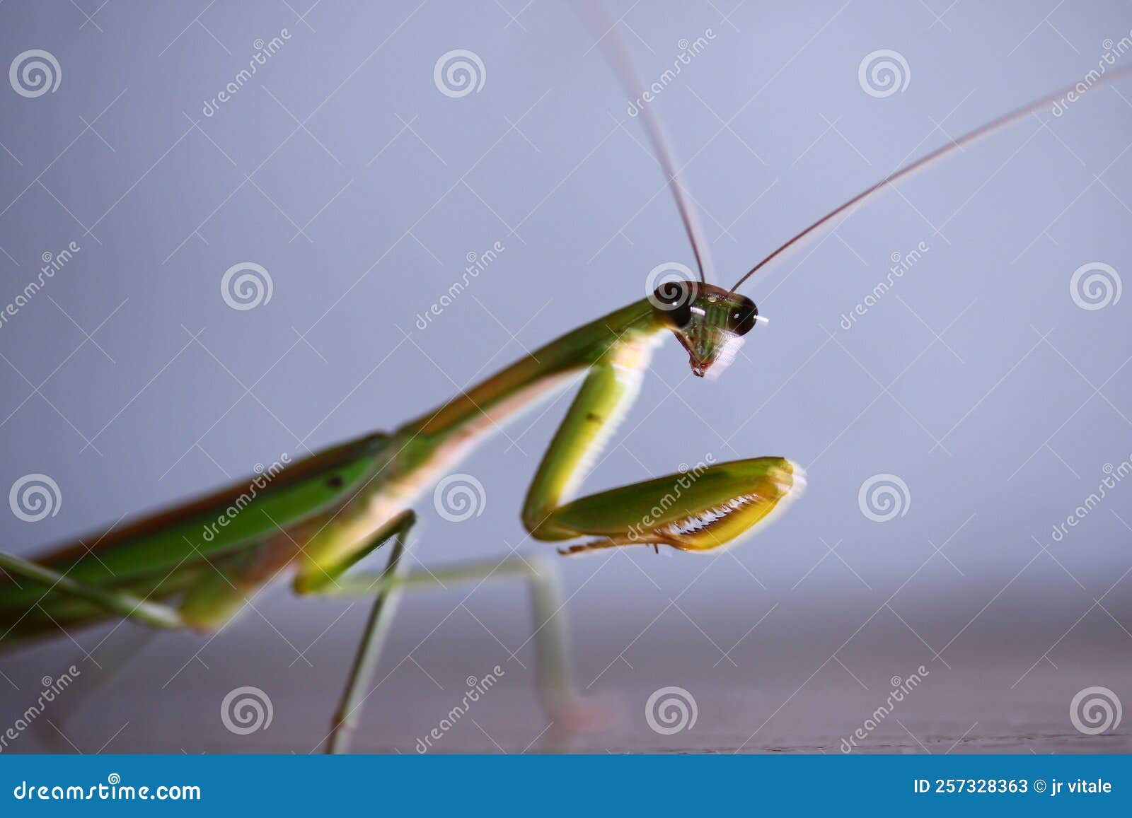 Preying mantis smling stock image. Image of animal, mantis - 257328363