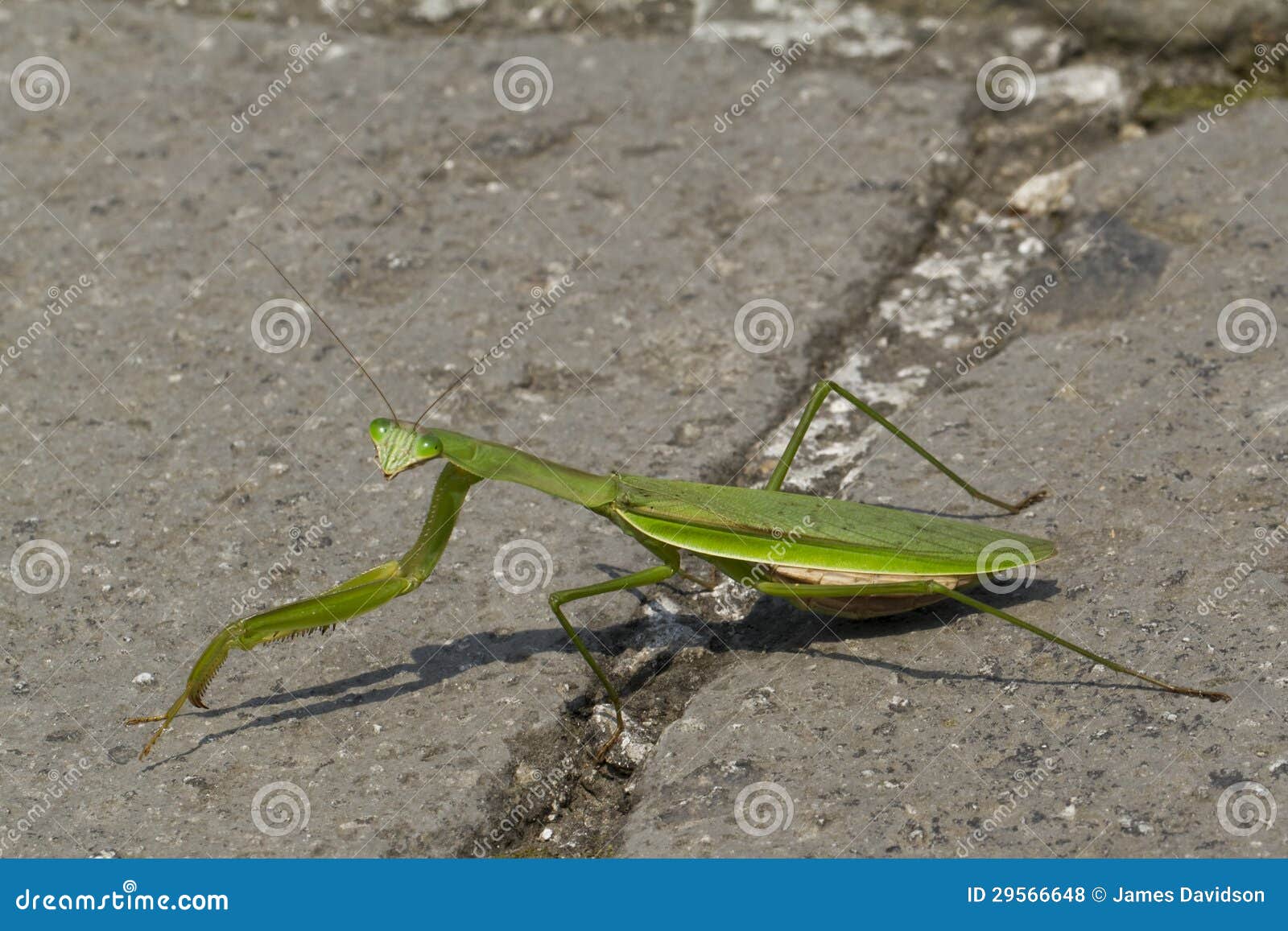 Preying Mantis Walking Across a Road Stock Photo - Image of mantis ...