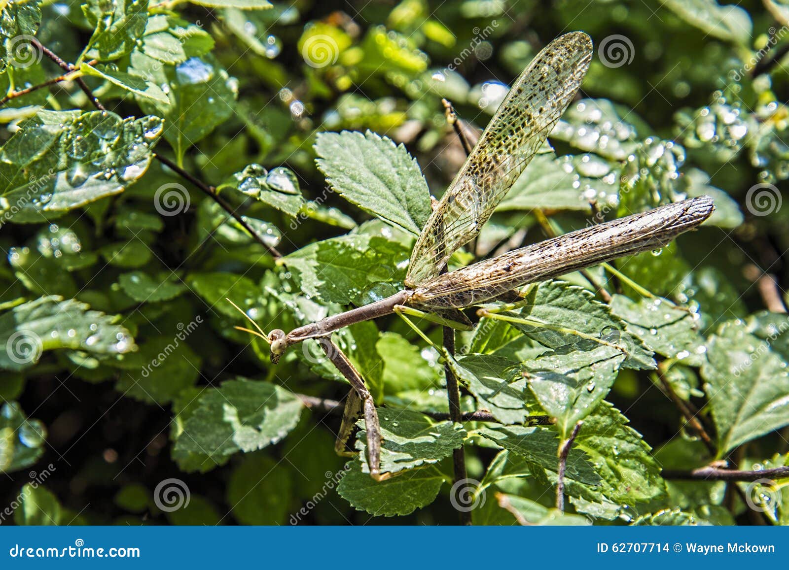 Preying Mantis,walking-stick Stock Photo - Image of crawly, four: 62707714