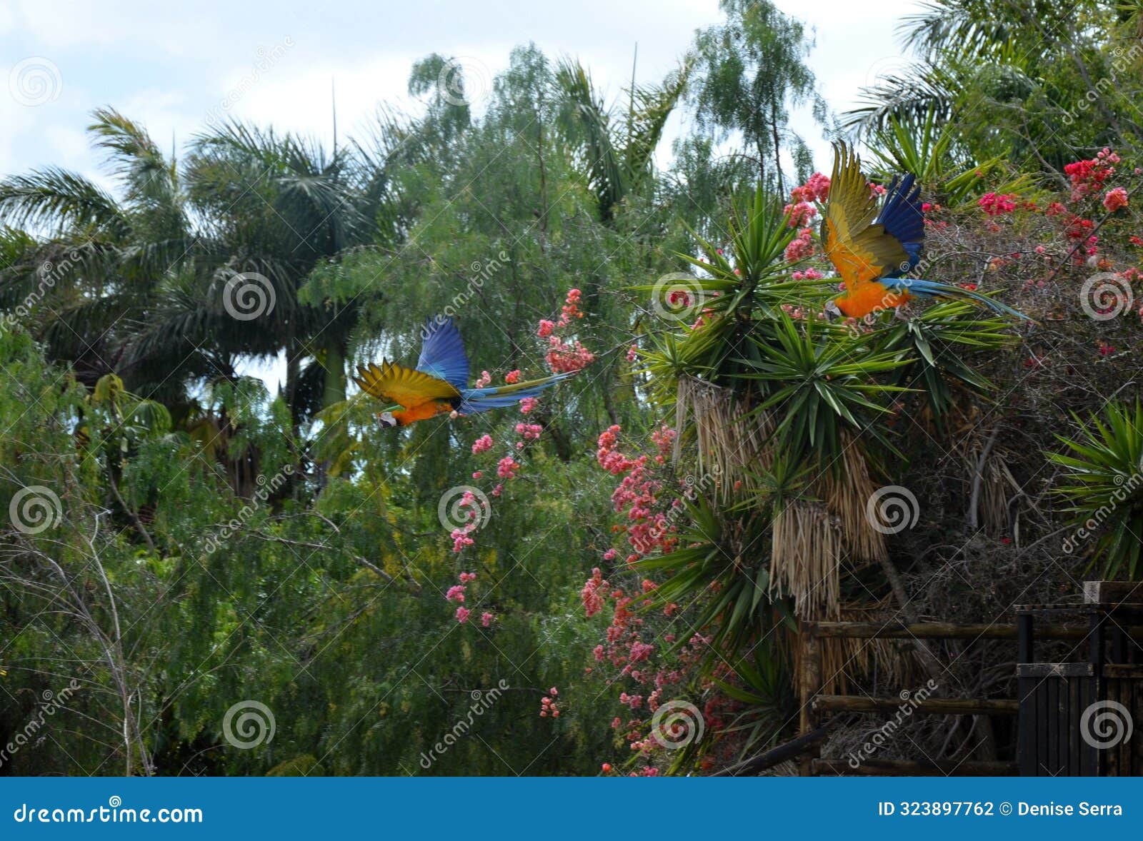 Prezentation of Parrots in the Jungle Park, As a Zoological Centre ...