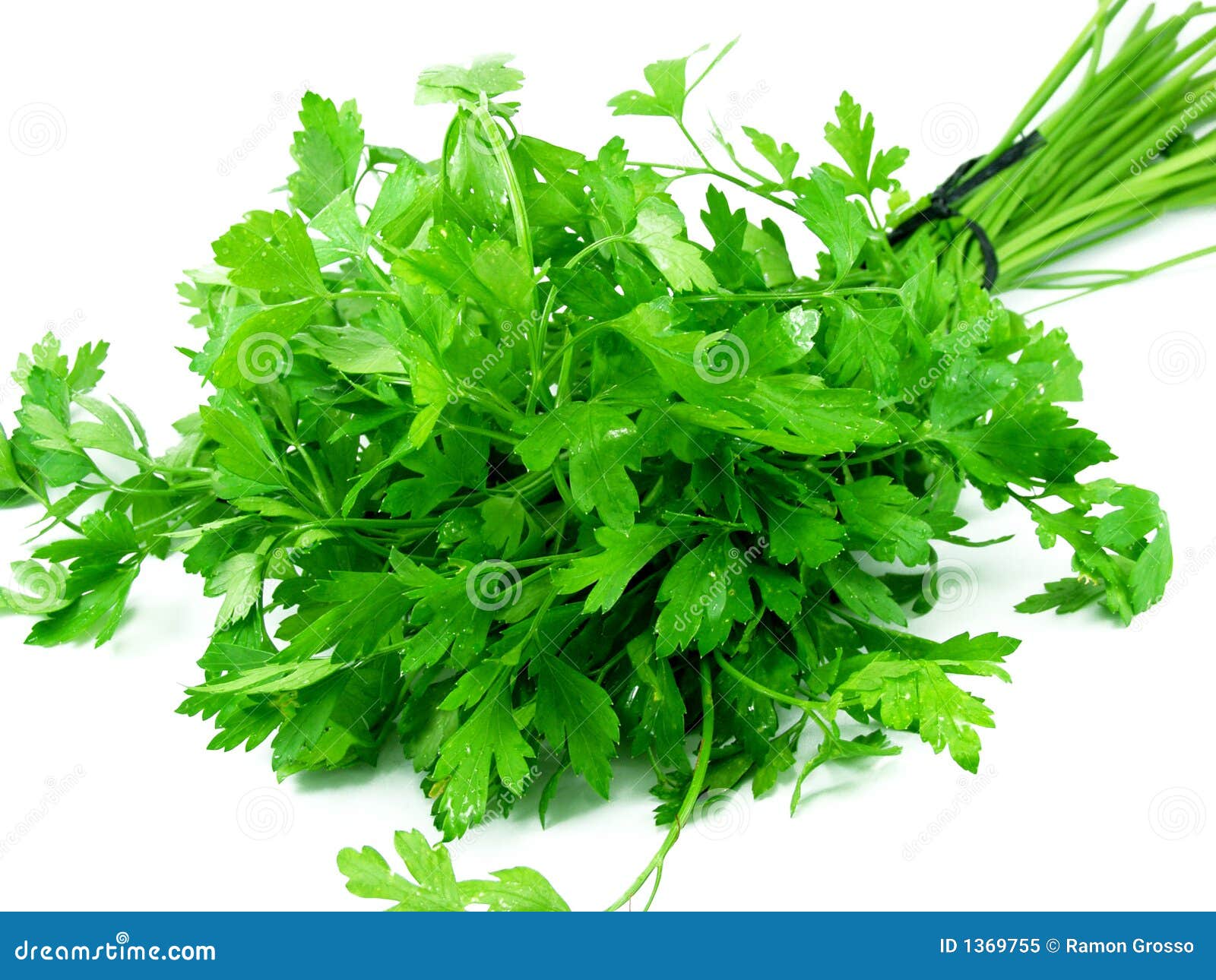 Prezzemolo immagine stock. Immagine di taglio, fogli, fresco - 1369755