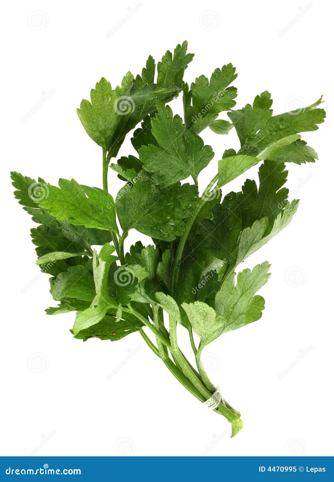 Prezzemolo fresco immagine stock. Immagine di bianco, ingrediente - 4470995