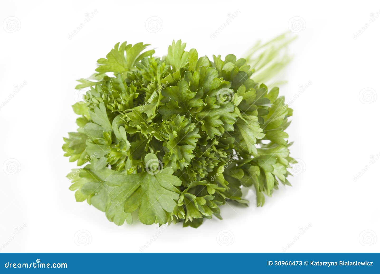 Prezzemolo, isolato immagine stock. Immagine di isolato - 30966473