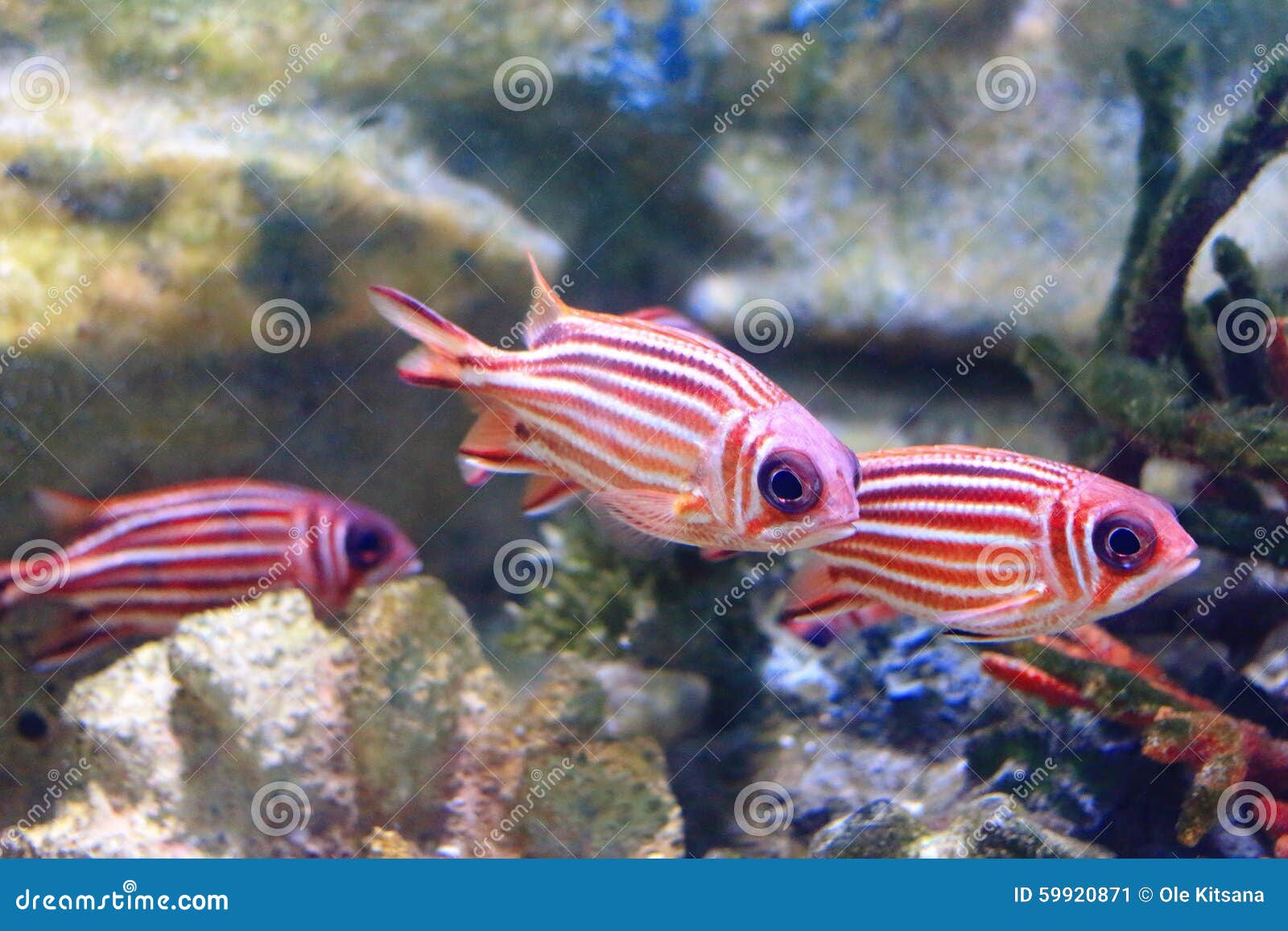 Priacanthidae fish stock image. Image of priacanthidae - 59920871
