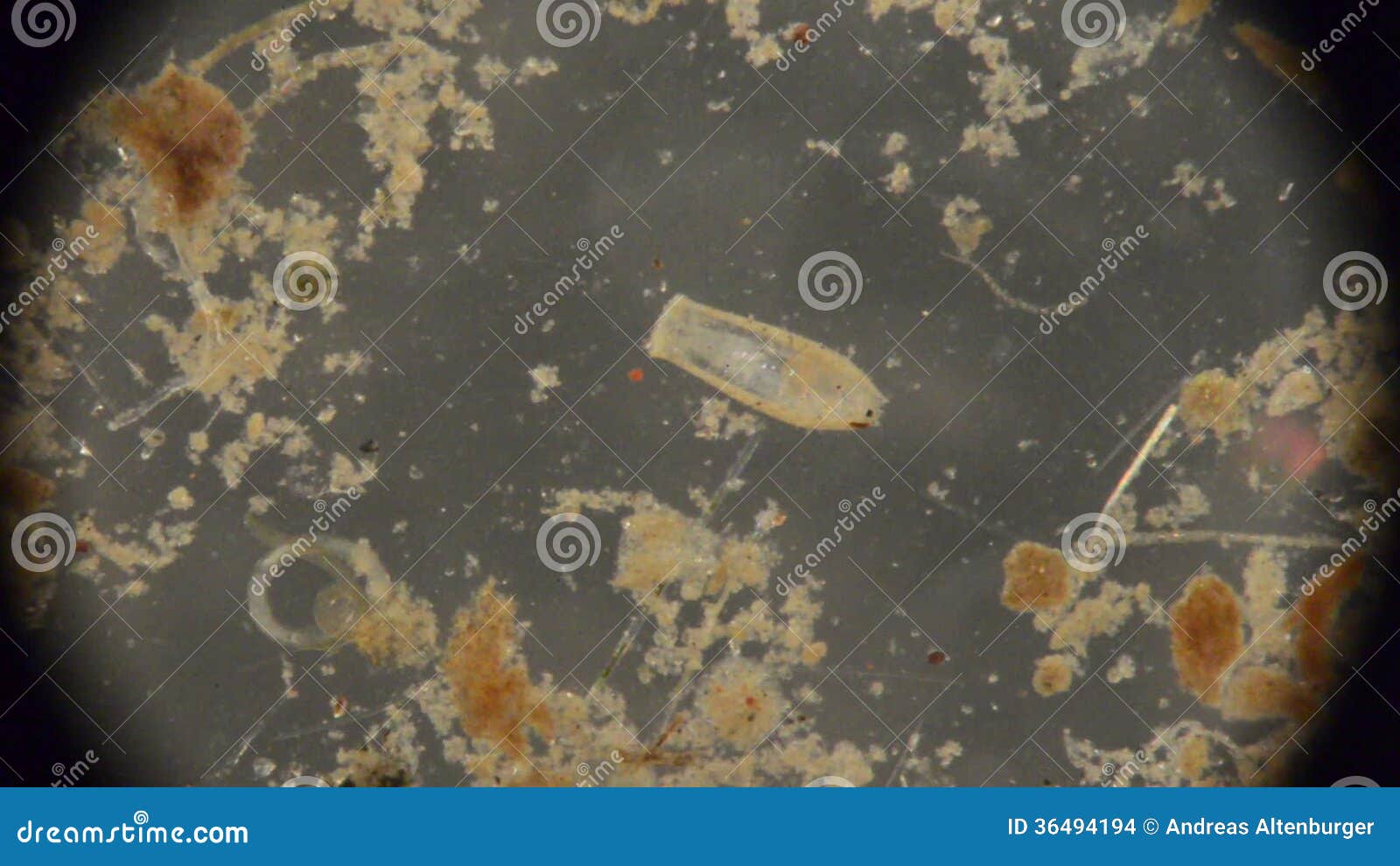 Meiofauna Stock Footage & Videos - 3 Stock Videos