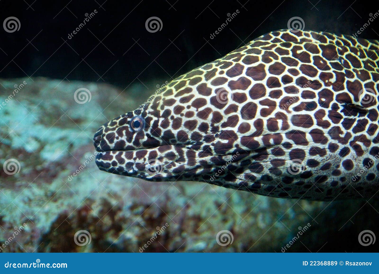 Prickig ål fotografering för bildbyråer. Bild av livstid - 22368889