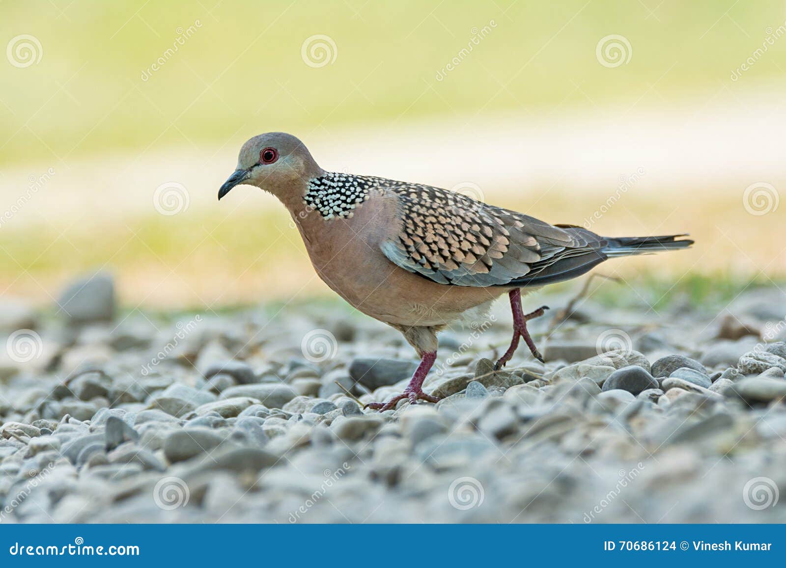 Prickig duva arkivfoto. Bild av parkera, natur, vild - 70686124