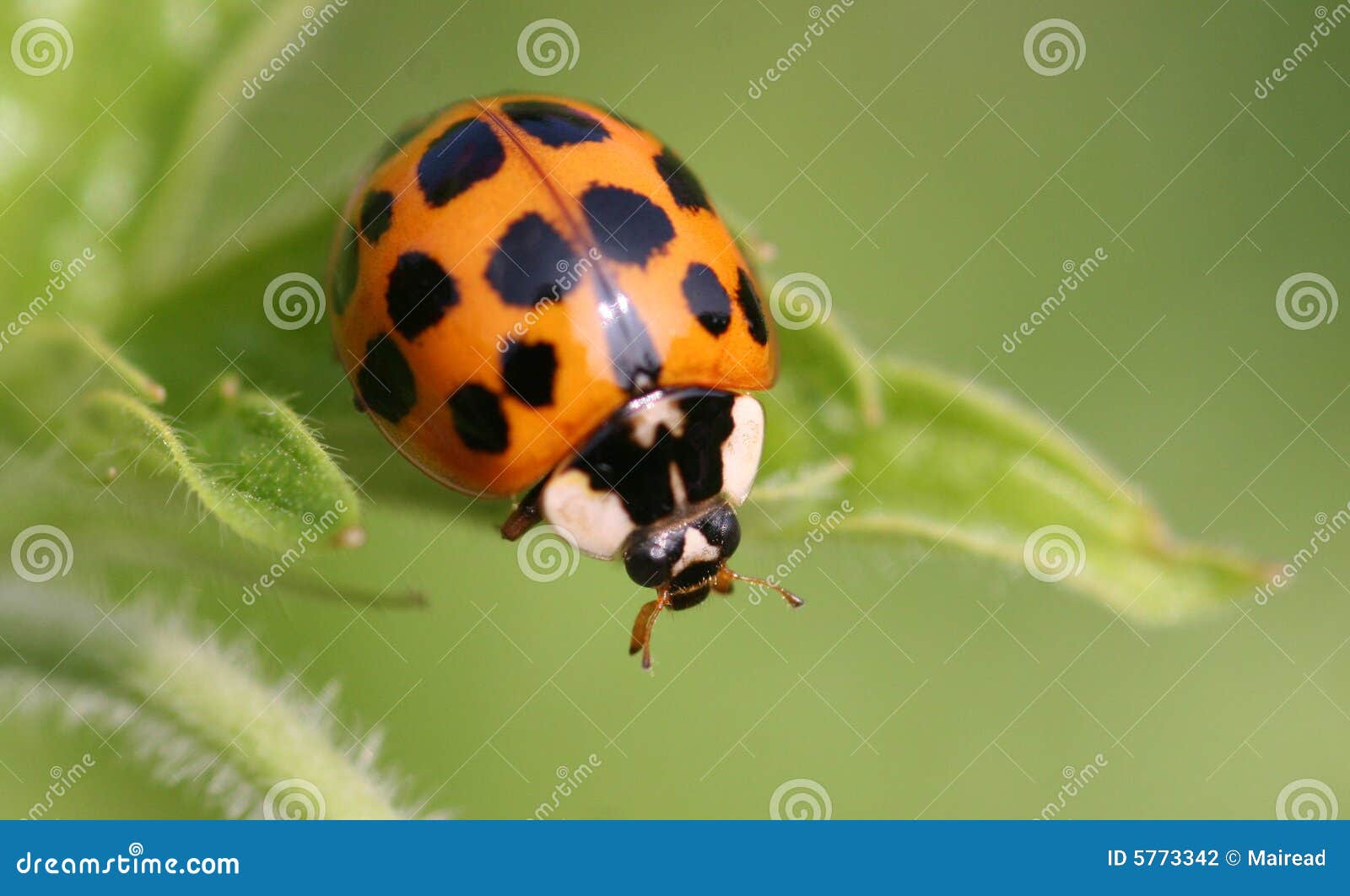 Prickig nyckelpiga arkivfoto. Bild av svart, djurliv, fläckar - 5773342