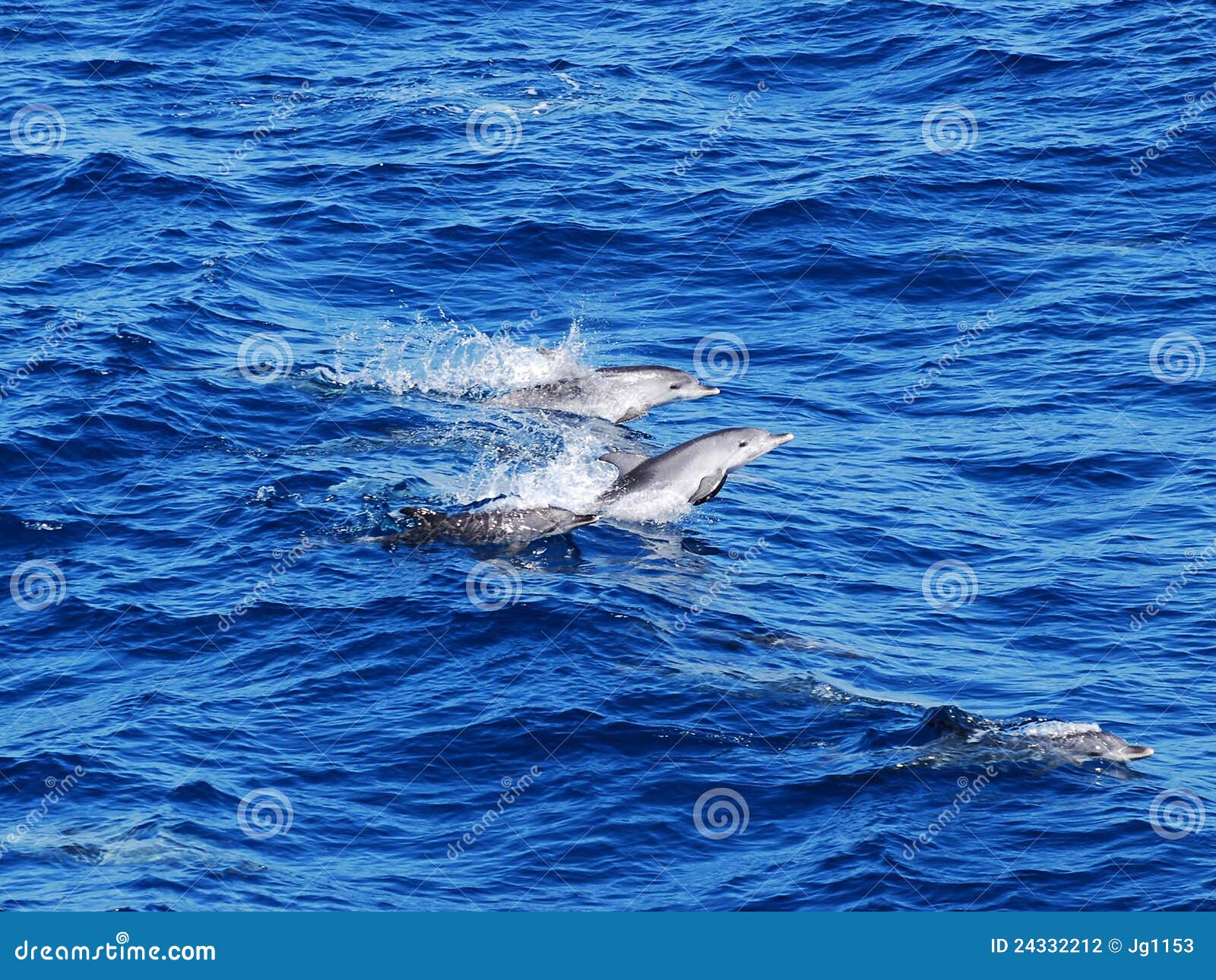 Prickiga Atlantiska Delfiner Arkivfoto - Bild av athwart, cetacean ...