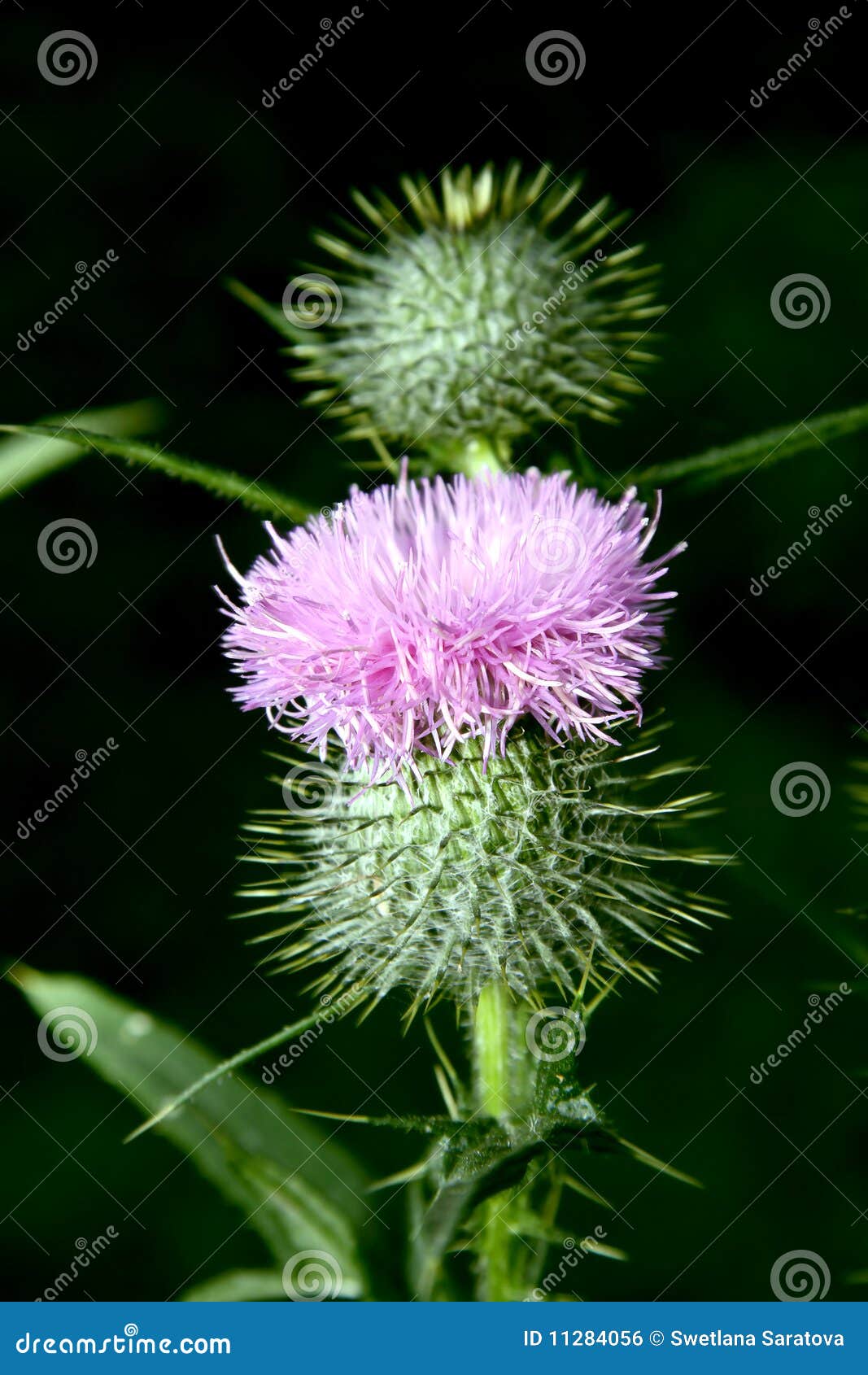 Prickle foto de archivo. Imagen de floral, planta, cubo - 11284056