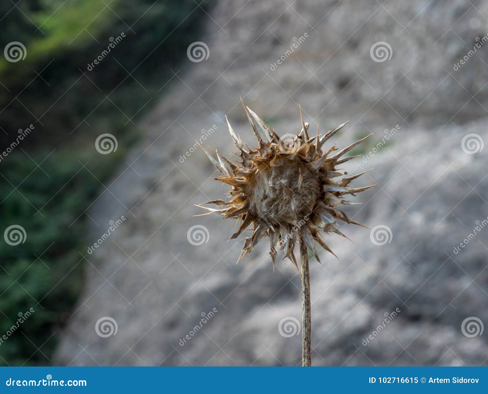 Prickle stock image. Image of pistil, mountain, prickle - 102716615