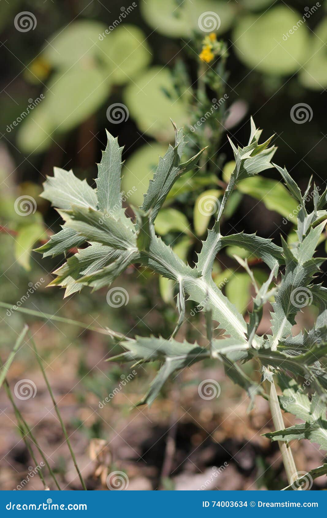 Interesting Green Prickle Summer Plant Stock Photos - Free & Royalty ...