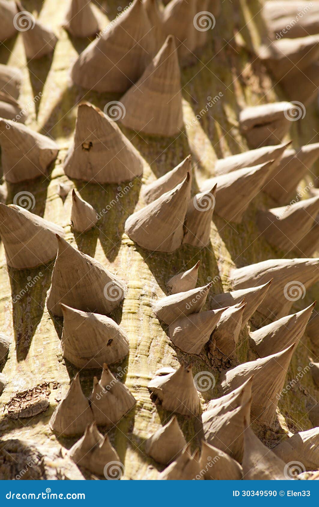 Prickle tree stock photo. Image of nature, background - 30349590
