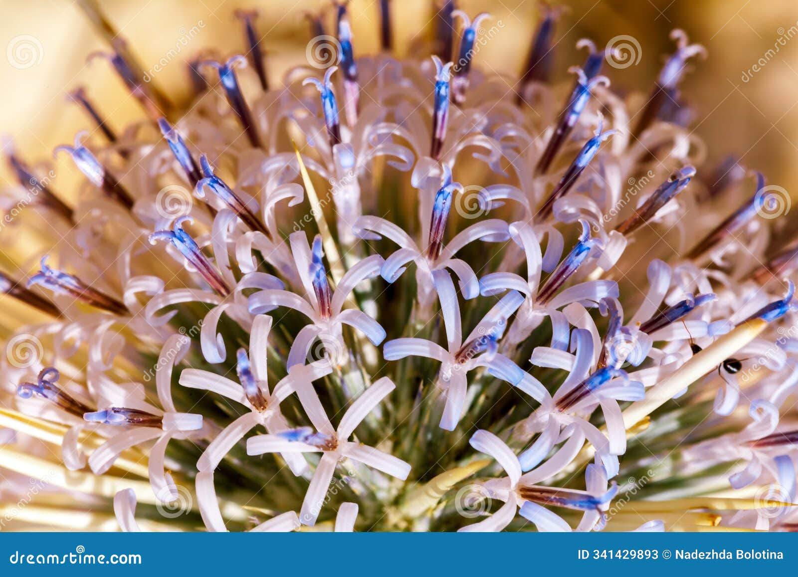 Prickled Flower of Negev Desert Stock Image - Image of botanical ...