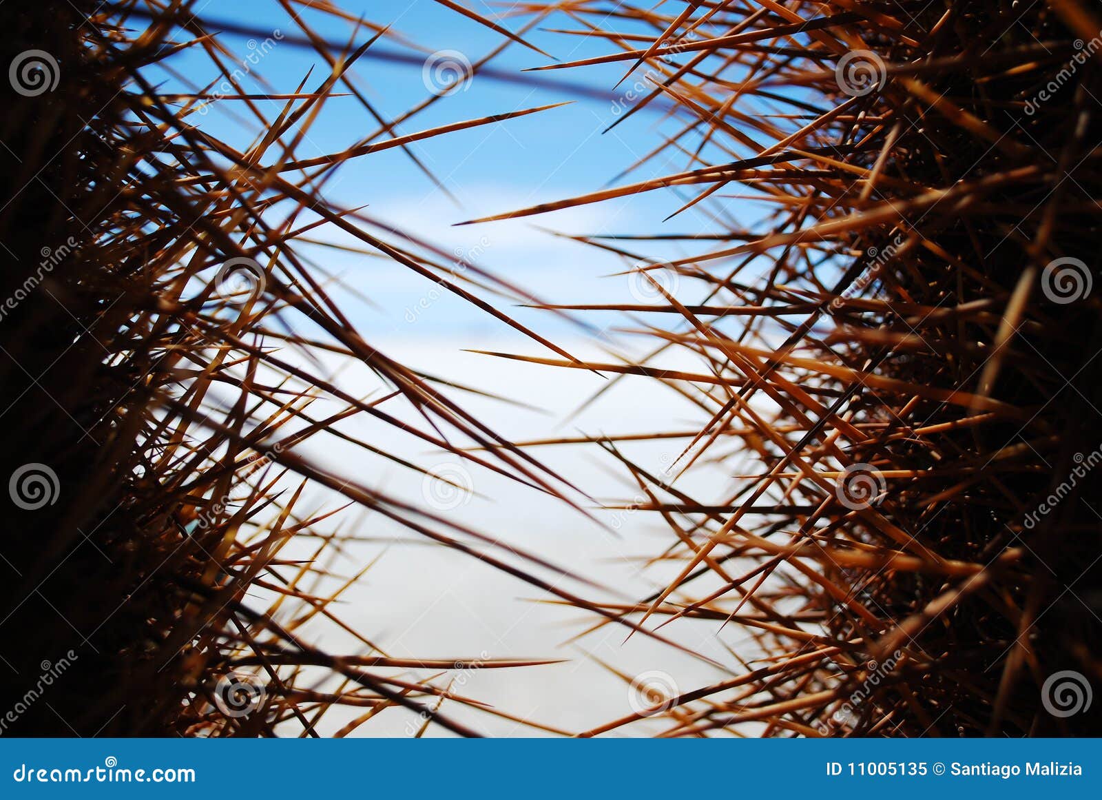 Prickles stock image. Image of salt, light, loneliness - 11005135