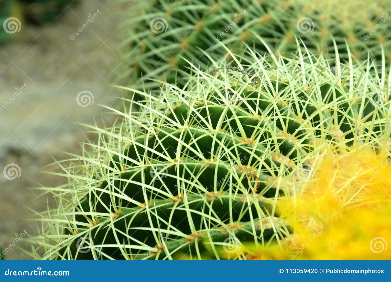 βλάστηση φυτών αγκάθια και αγκαθωτά κάκτα εικόνα. εικόνα: 113059420