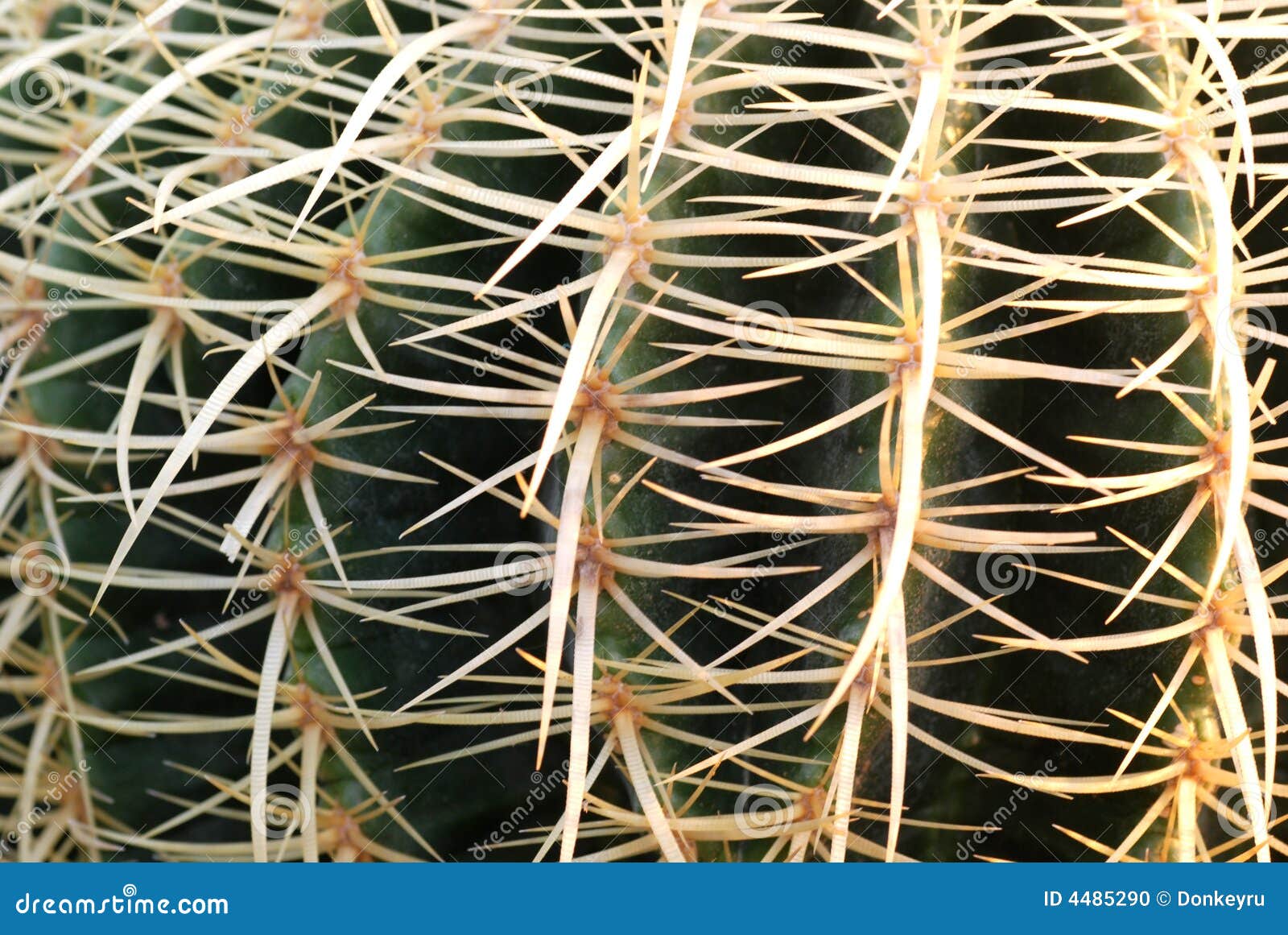 Prickles Stockfotos und Bilder - Laden Sie 3,217 lizenzfreie Fotos herunter