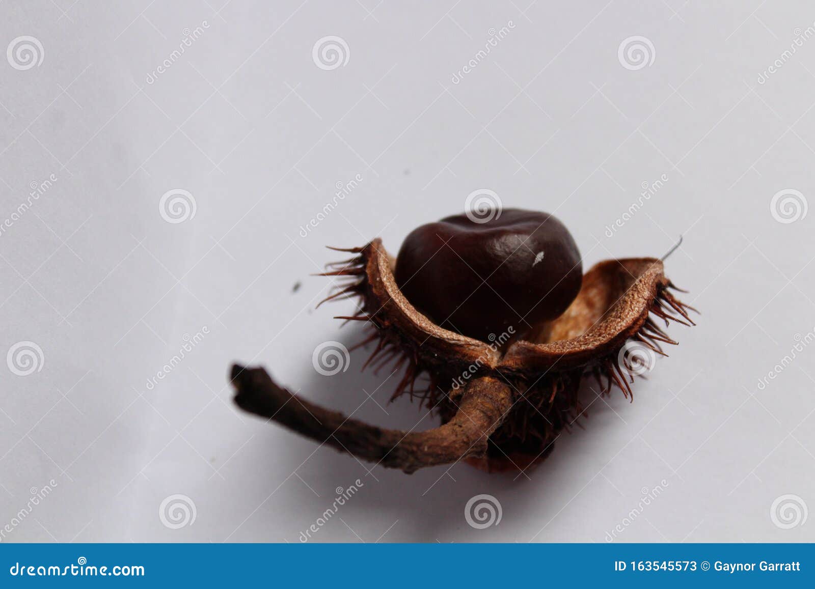 Conker Coming Out of Its Shell Stock Image - Image of seed, nature ...