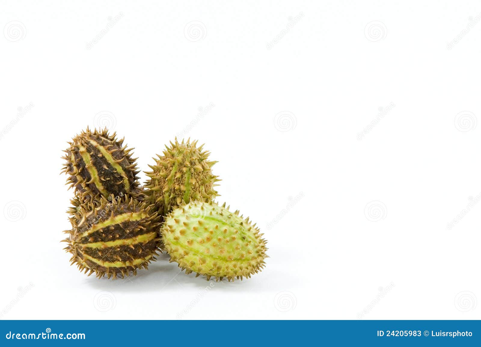 Prickly stock image. Image of spike, cactus, copyspace - 24205983