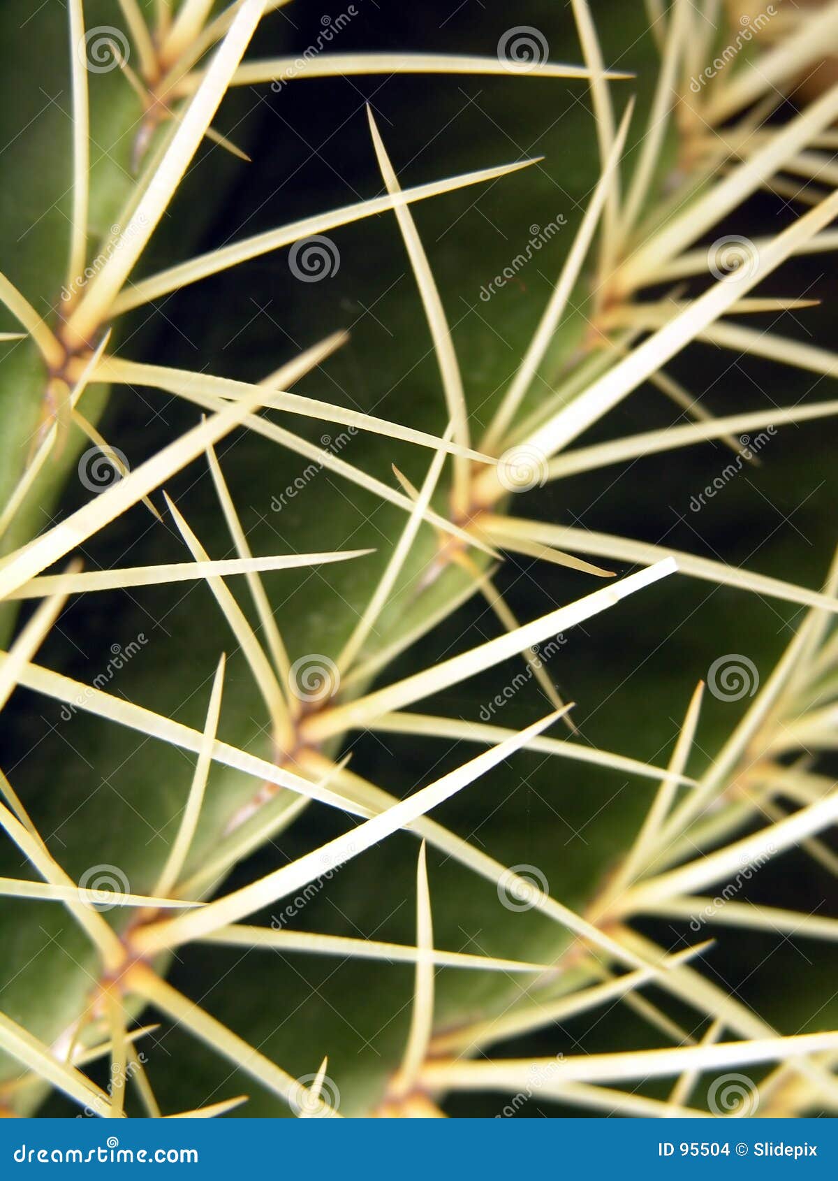 Prickly... stock photo. Image of texture, thorn, prickle - 95504