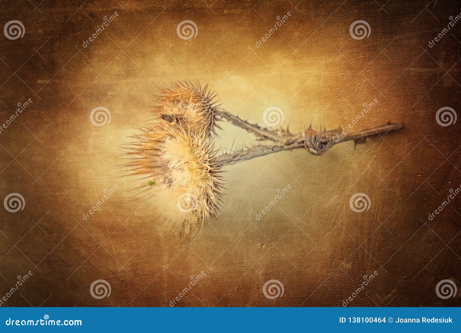 Prickly Autumn Twig of Thistle Dried on an Interesting Background Stock ...