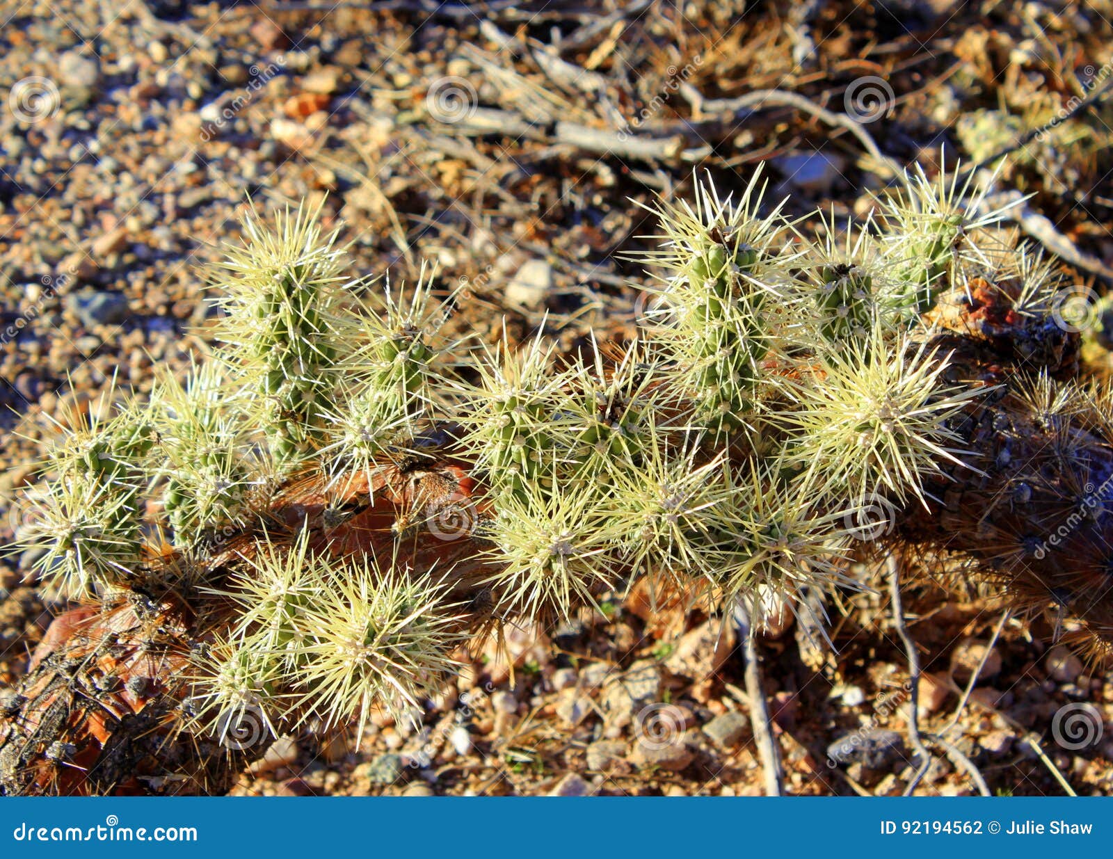 Prickly Baby Cactus Plants at Sunset in the Tucson Desert Stock Photo ...