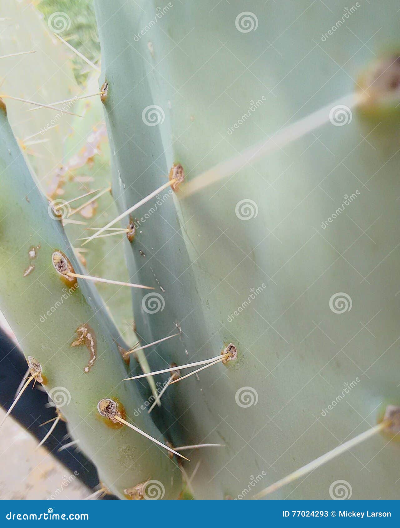 Prickly stock image. Image of cactus, backyard, pale - 77024293