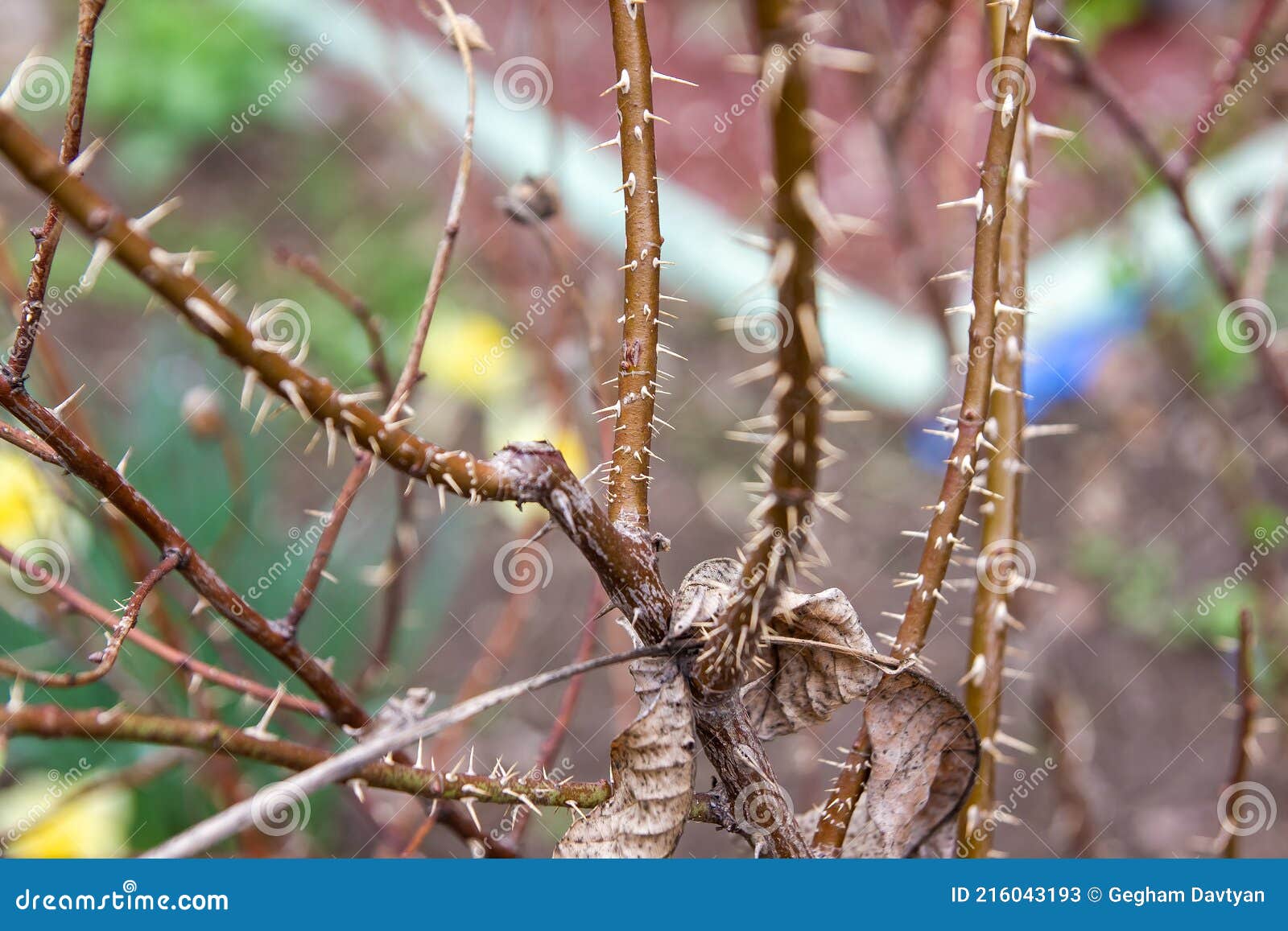 Prickly Branch of a Tree, Branch of a Tree Stock Image - Image of ...