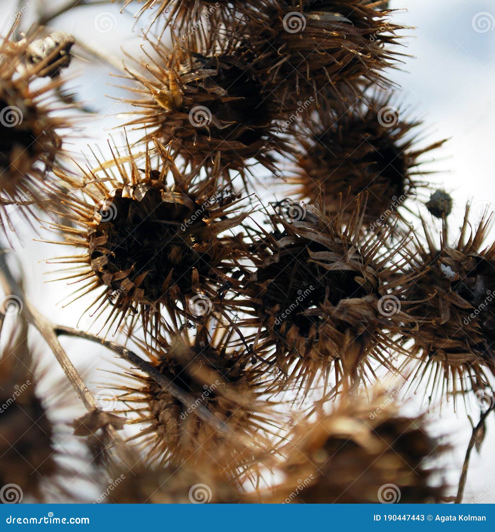 Prickly Burdock Seed Baskets in Close Up in Winter Time Natrural Wild ...