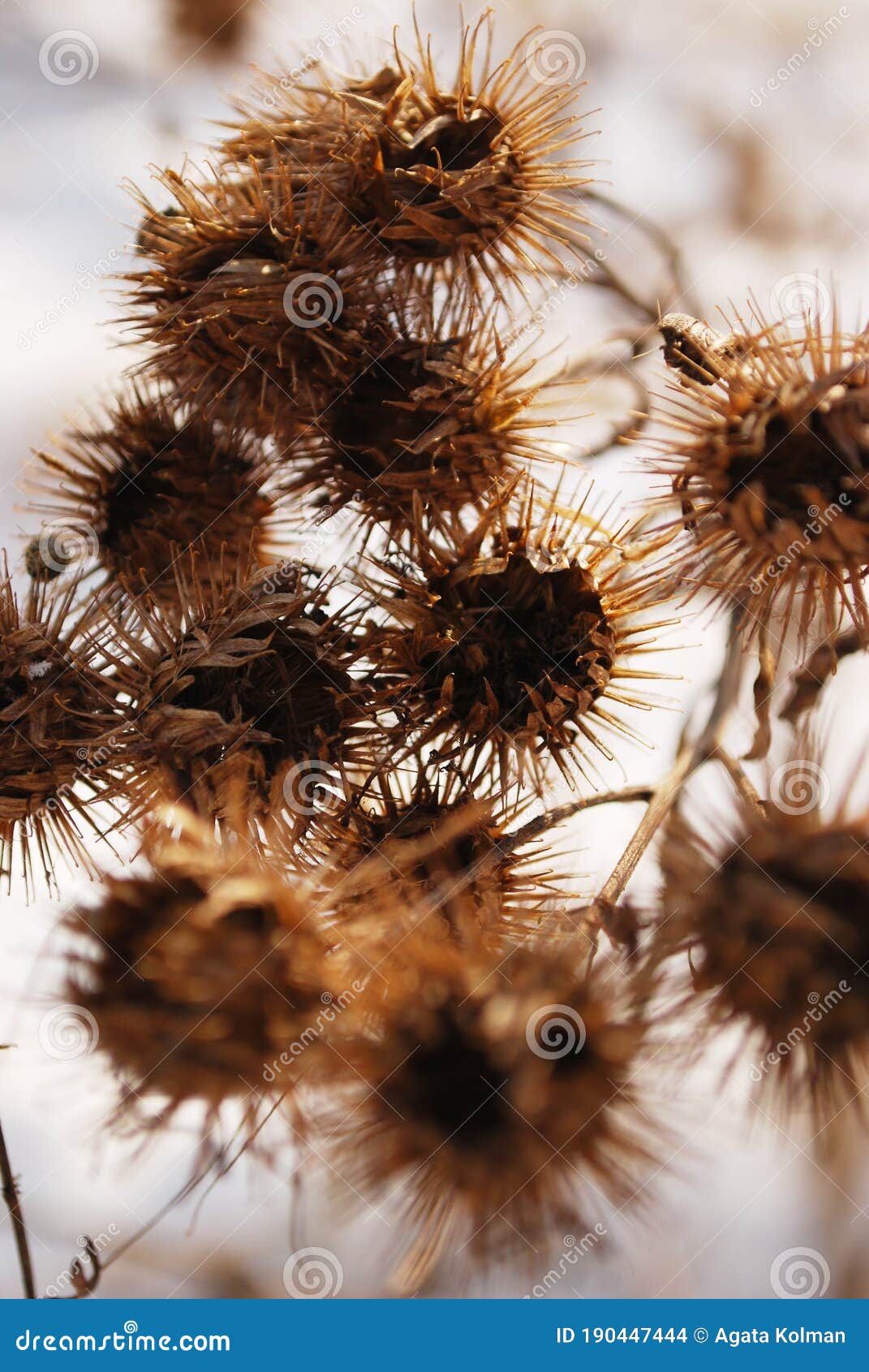 Prickly Burdock Seed Baskets in Close Up in Winter Time Natrural Wild ...
