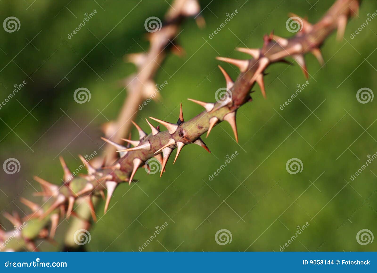 Prickly bush stock photo. Image of macro, garden, nature - 9058144