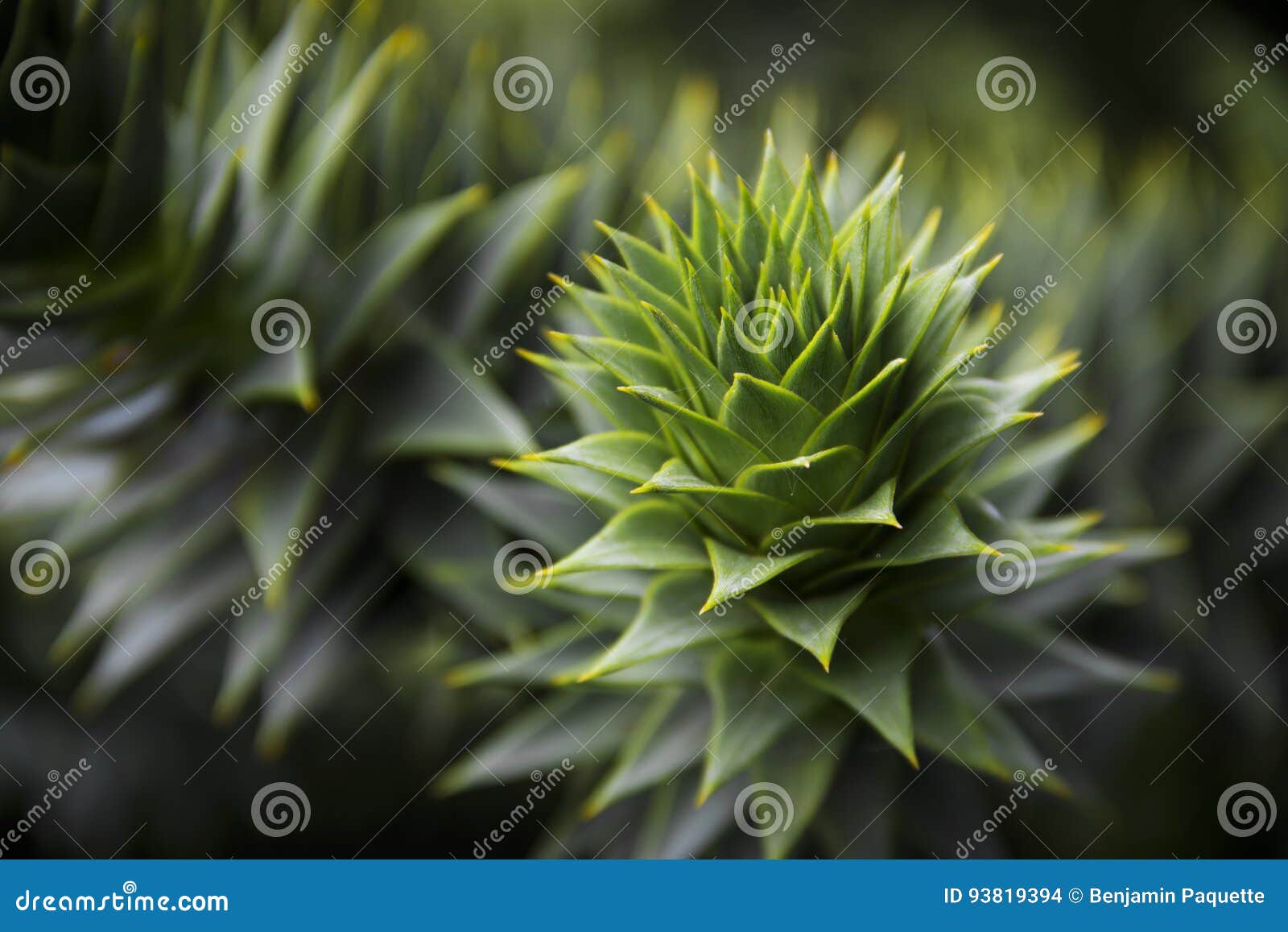 Prickly bush stock photo. Image of pointy, pine, prickly - 93819394