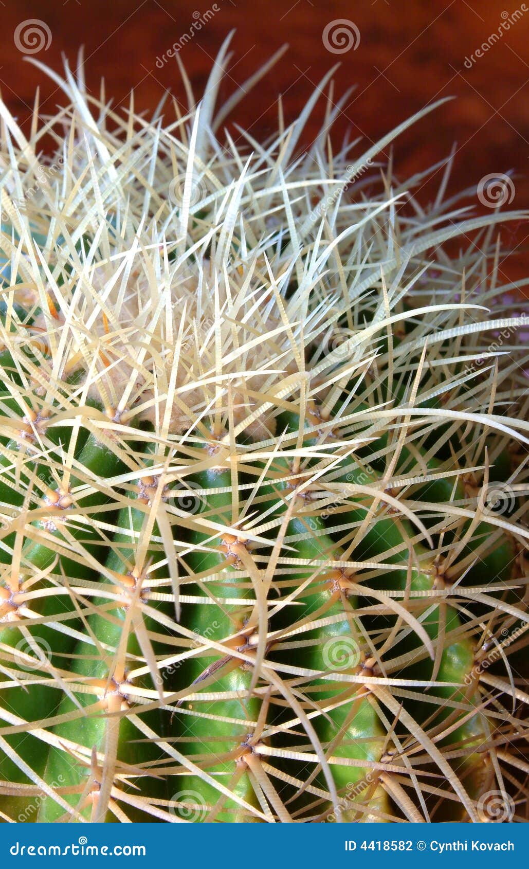 Prickly Cactus stock photo. Image of colors, stones, backgrounds - 4418582
