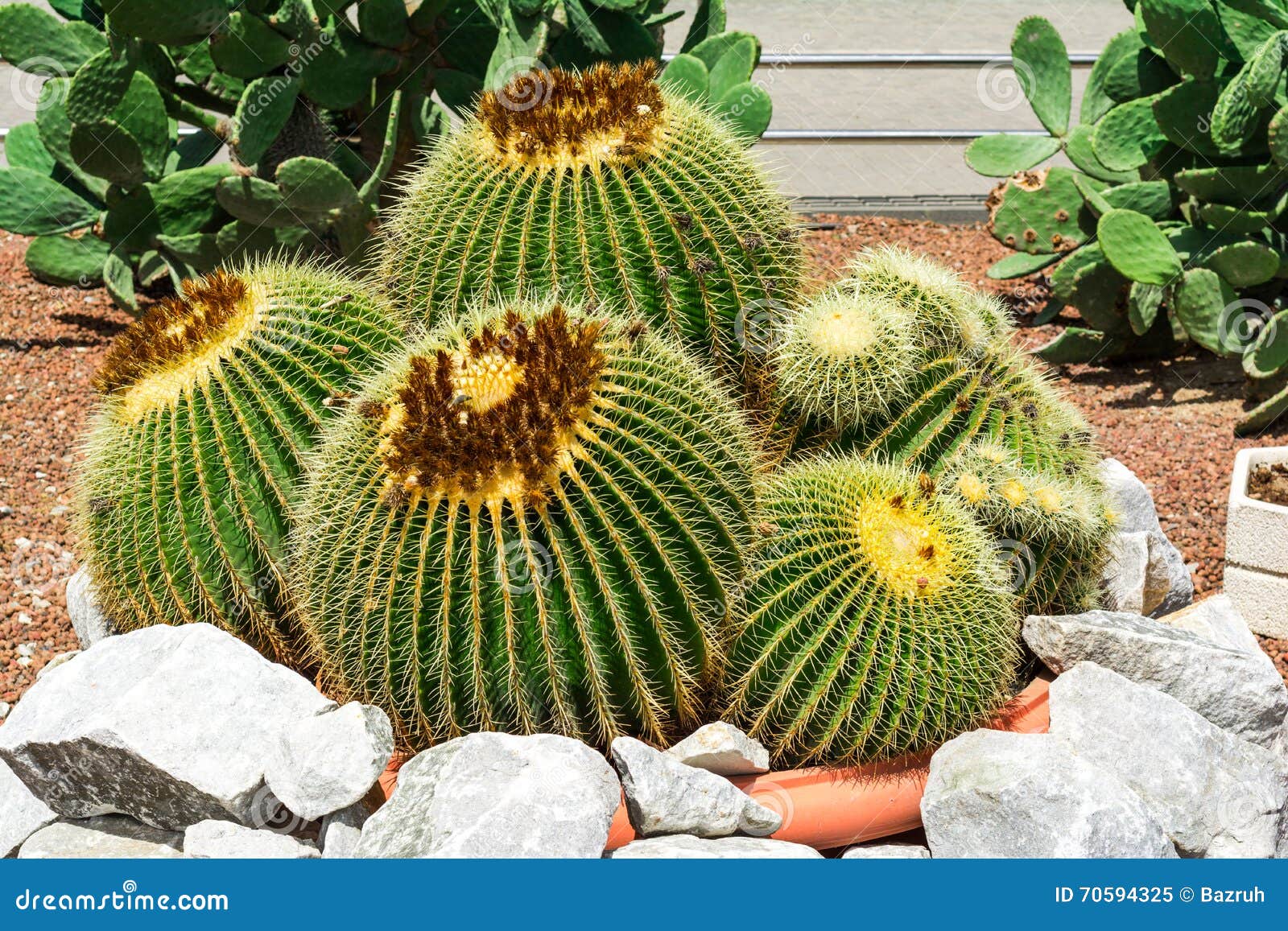 Cactus Ball Plants Stock Photo | CartoonDealer.com #109847808