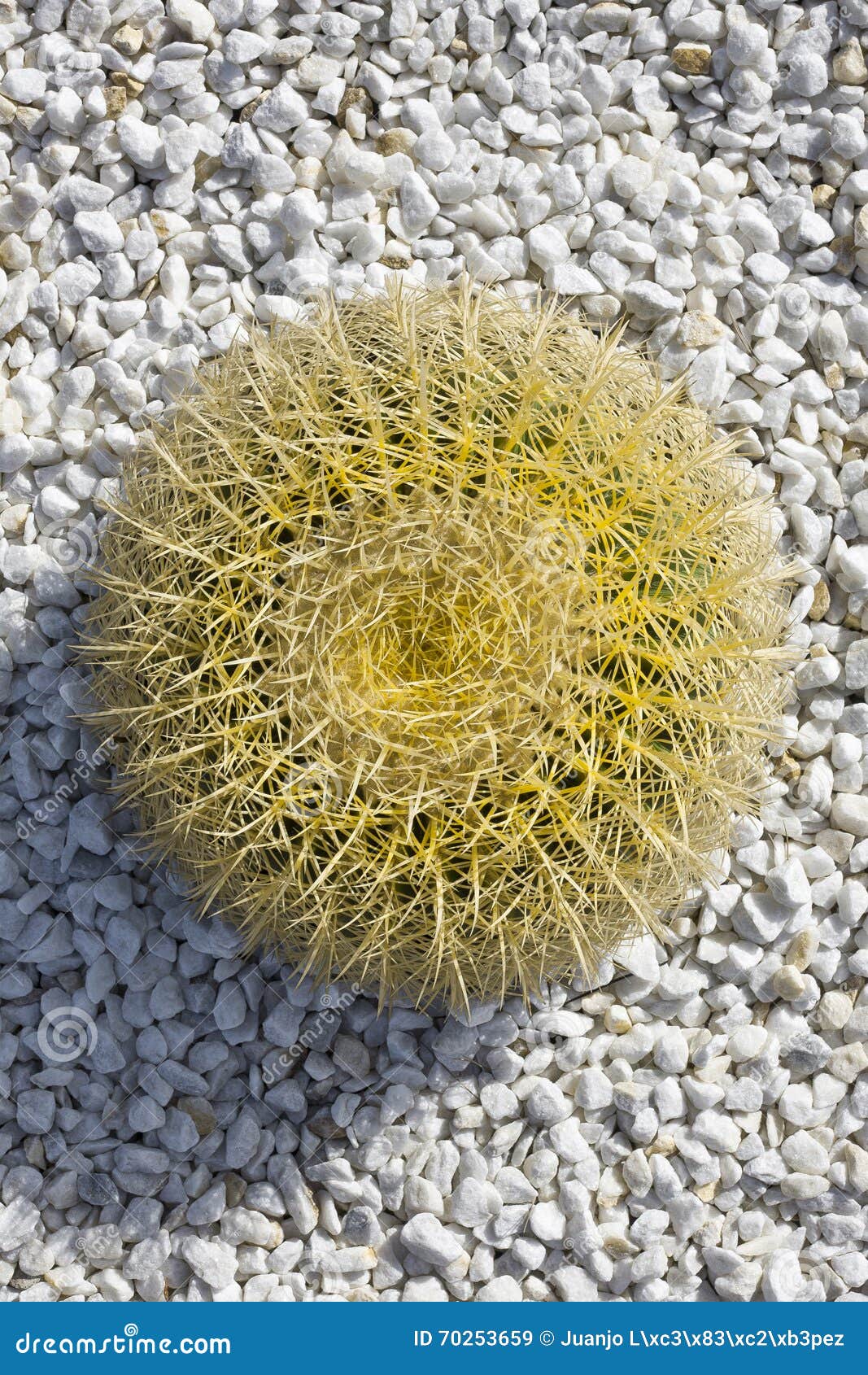 Prickly cactus ball stock image. Image of plant, green - 70253659