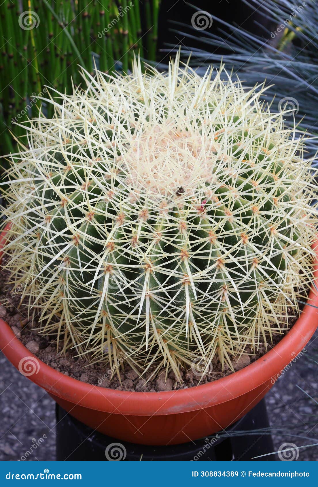 Prickly Cactus with Menacing Needle-sharp Spines in a Pot Stock Image ...