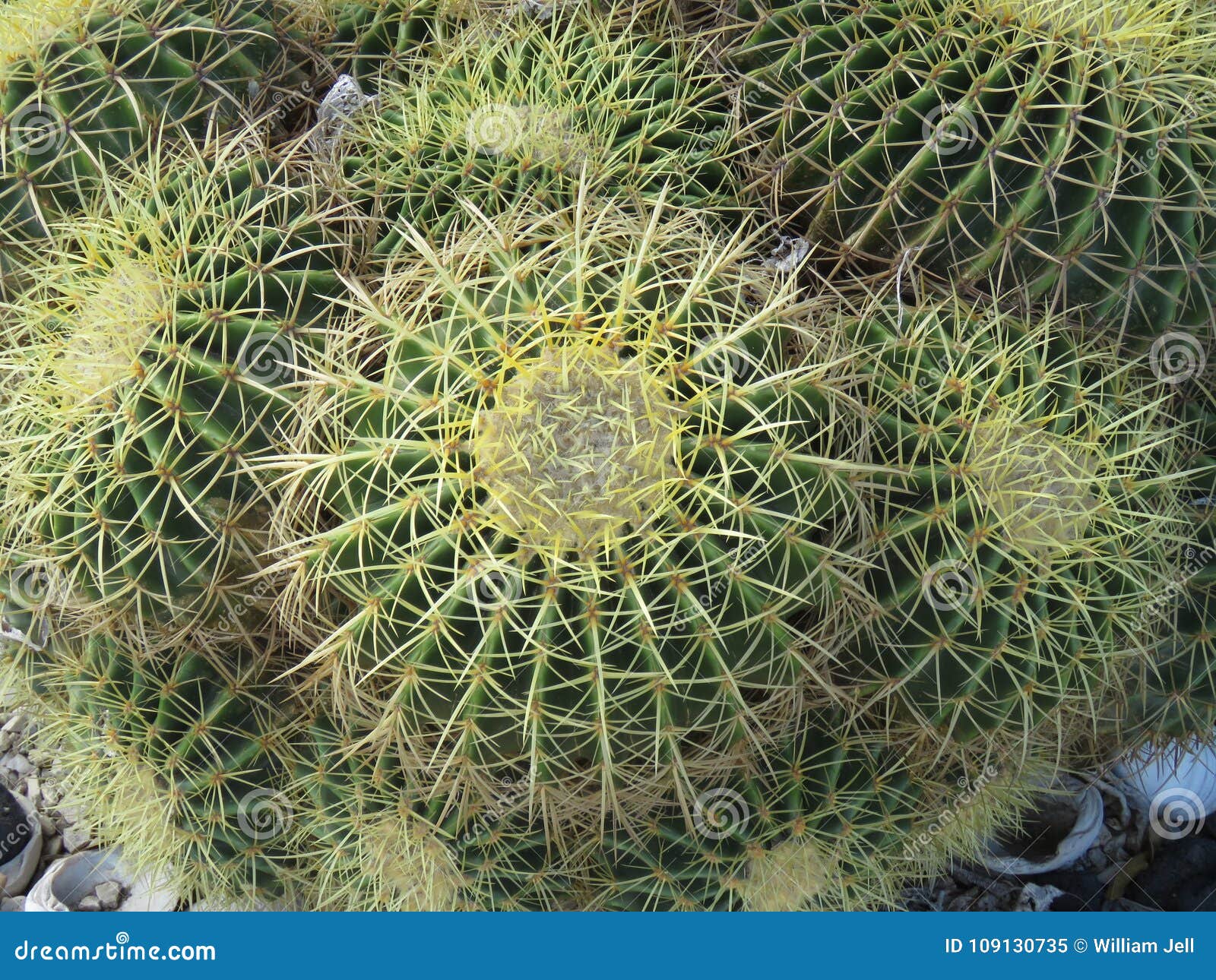 Isolated Closeup Prickly Cactus Texture Stock Image - Image of round ...