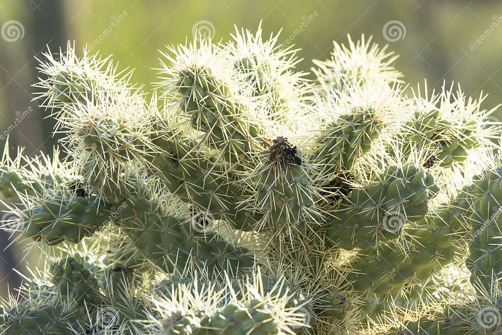 Prickly cactus stock photo. Image of background, altitude - 81747940