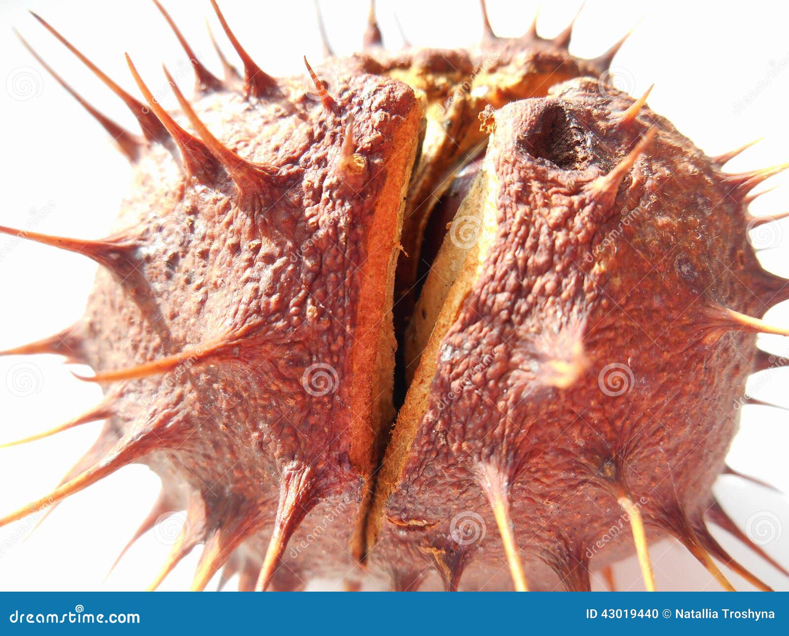 Prickly chestnut isolated stock photo. Image of brown - 43019440