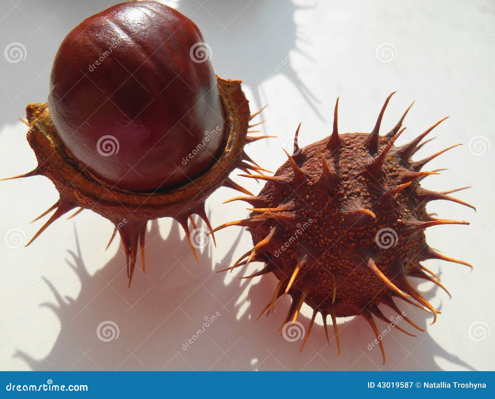 Prickly chestnut isolated stock image. Image of texture - 43019587