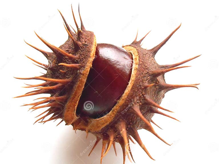 Prickly chestnut isolated stock photo. Image of ginger - 43019654